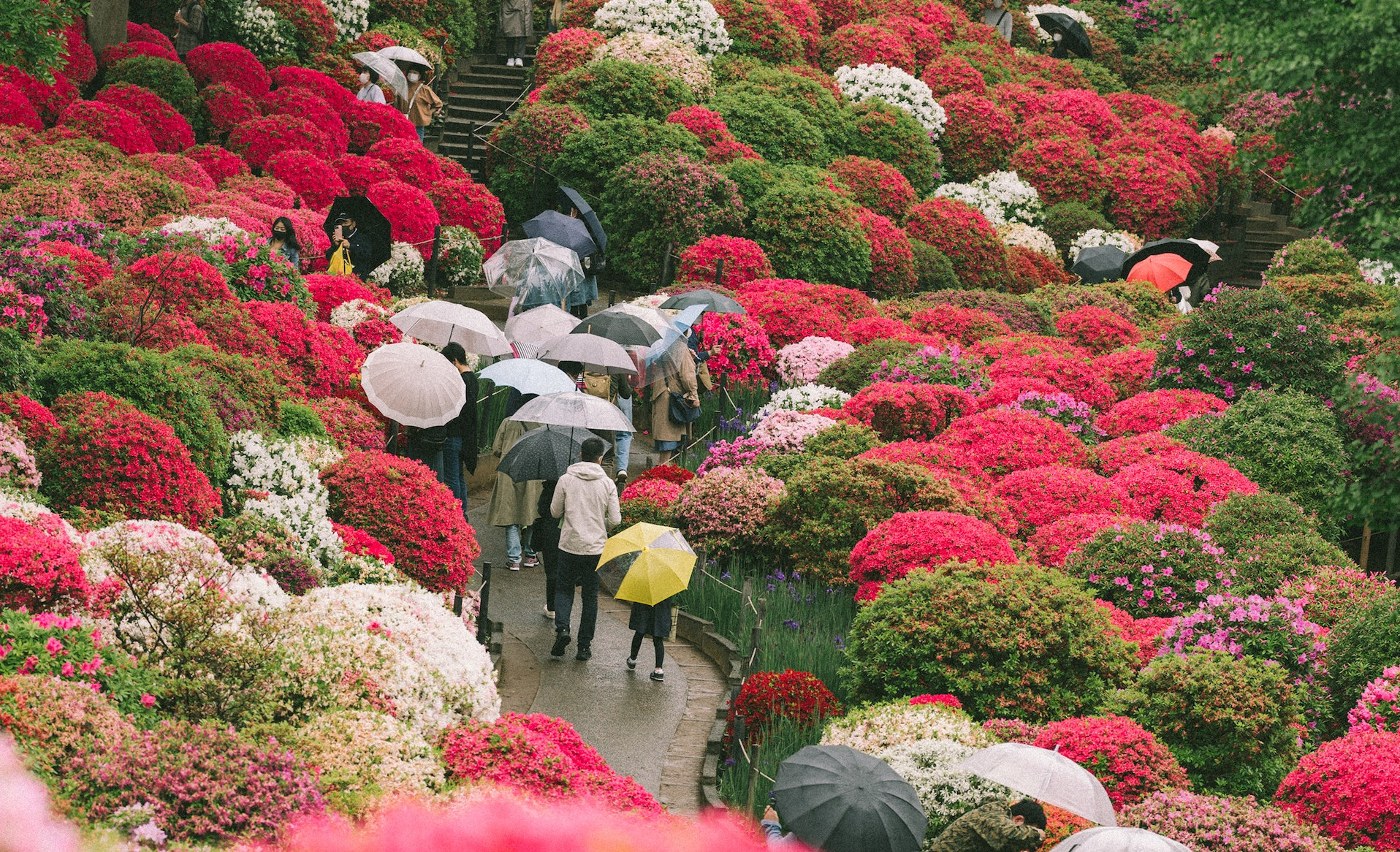 Azalia ogrodowa – najlepsze warunki i sposoby na udany uprawę - Swiat ...